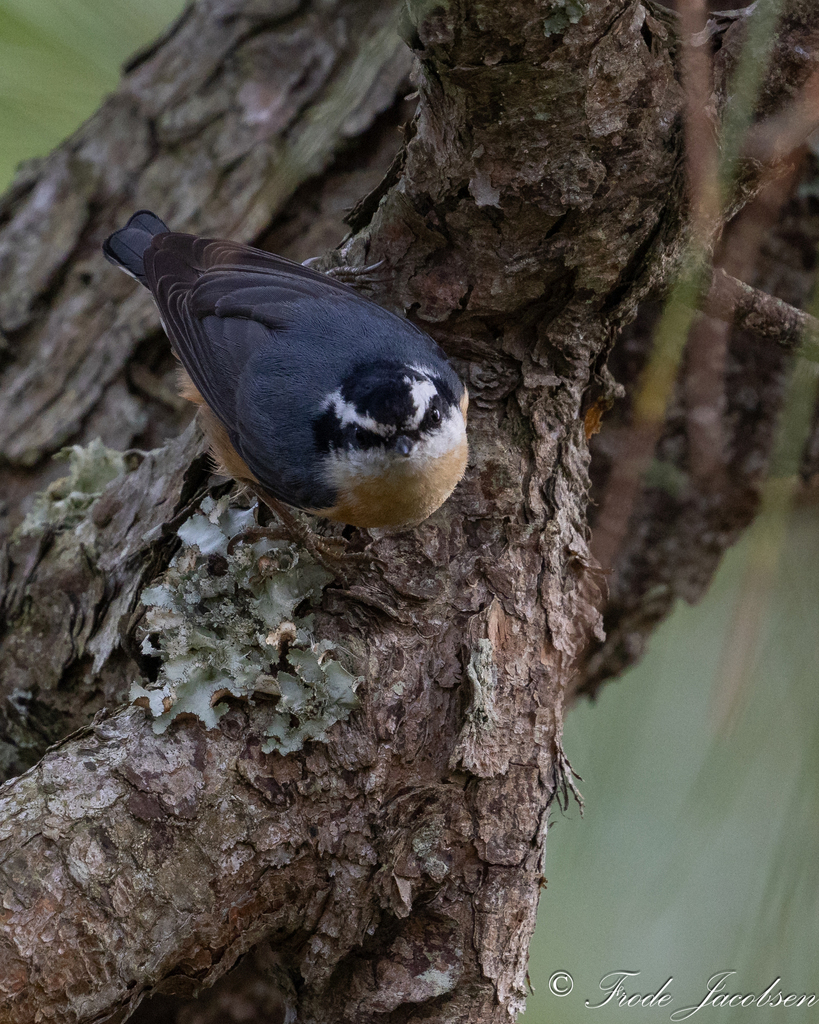 Red-breasted Nuthatch from Dare County, NC, USA on December 27, 2024 at ...