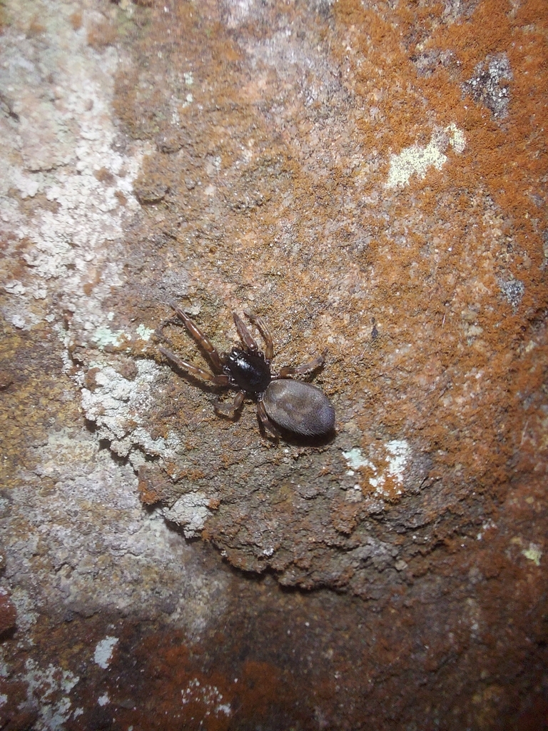 White-marked Ground Spiders from Blue Mountains, Blue Mountains, AU-NS ...