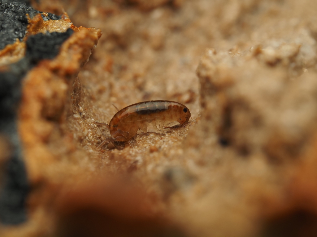 Terrestrial Amphipods from Big Pine Key, FL 33043, USA on January 12 ...