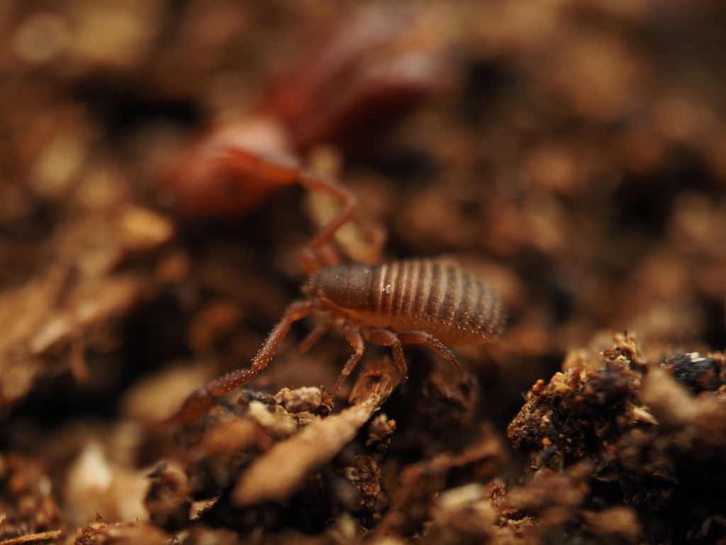 Cheliferidae from Kendall, FL, USA on January 08, 2025 at 03:55 PM by ...