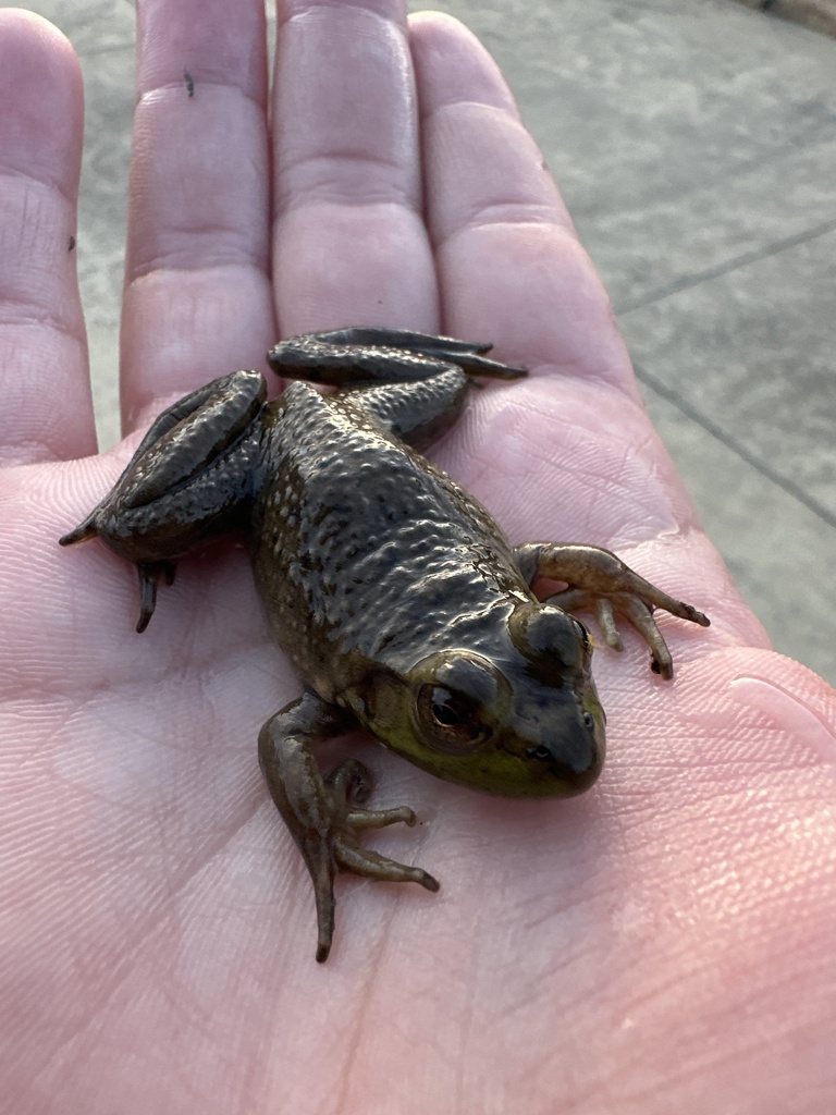 American Bullfrog from Ford Valley Rd, Hokes Bluff, AL, US on January ...