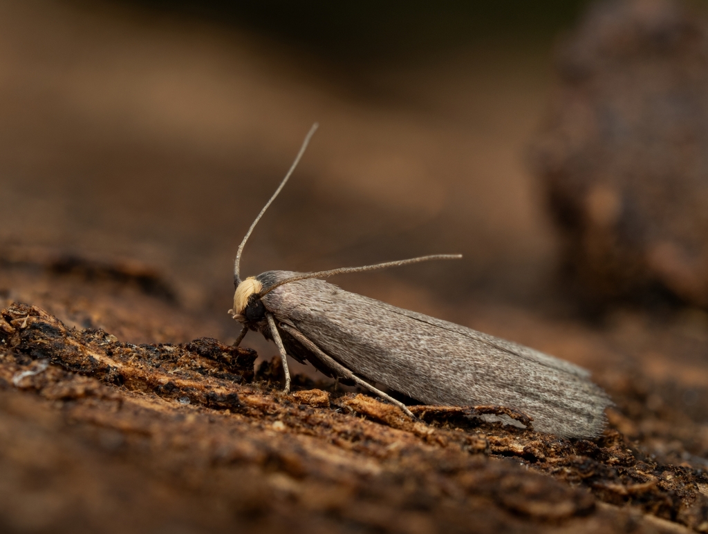 Lesser Wax Moth from Miami-Dade, Florida, United States on January 8 ...
