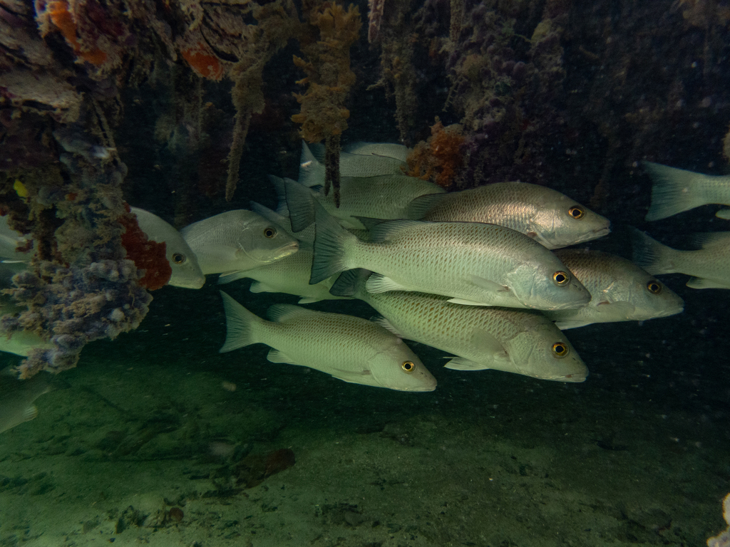 Gray Snapper from Kralendijk, Caribbean Netherlands on January 8, 2025 ...