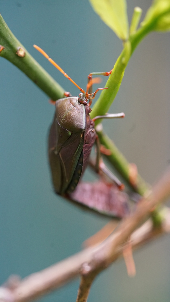 Bronze Orange Bug from Brisbane QLD, Australia on January 12, 2025 at ...