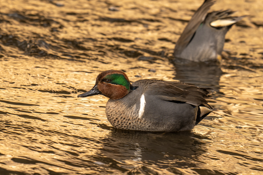 Green-winged Teal from Wheat Ridge, CO, USA on January 14, 2025 at 10: ...