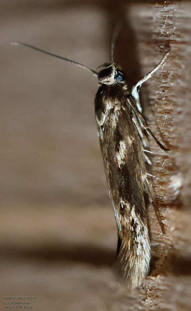 Curved-horn Moths from Mission, TX, USA on February 9, 2024 at 10:50 AM ...