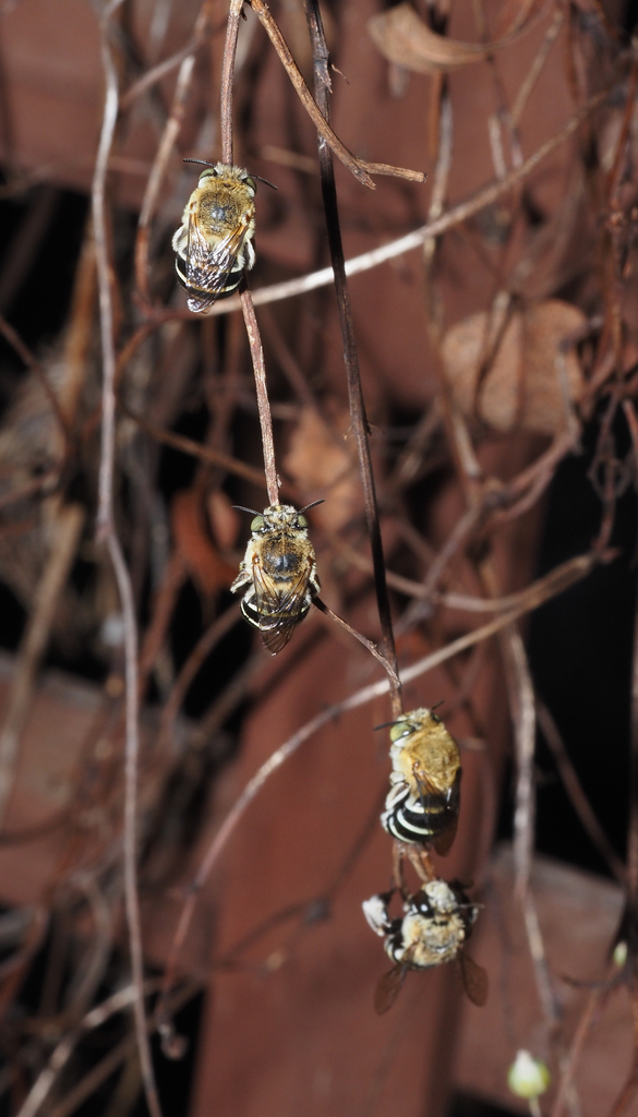 Amegilla asserta from Melbourne VIC, Australia on January 10, 2025 at 08:49 PM by Linda Rogan ...