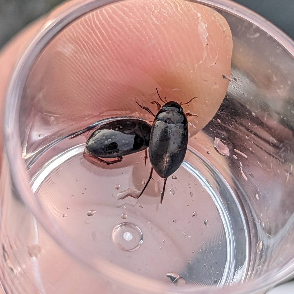 Agabus anthracinus from EB Chancellor Blvd @ Hamber Rd, University Endowment Lands, BC V6T 1P4 ...