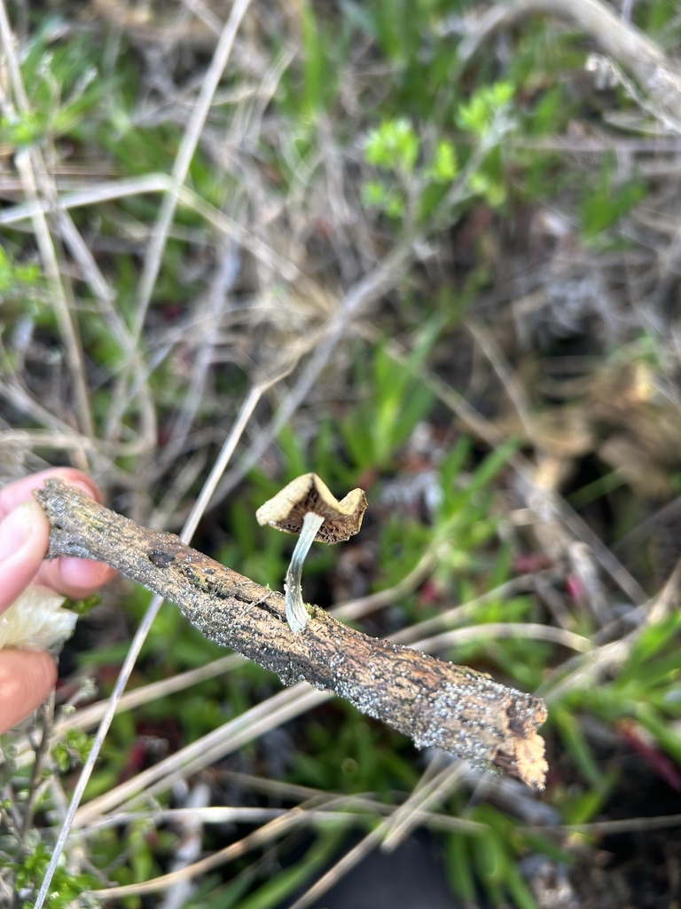 Wavy Cap in January 2025 by mikehonolys · iNaturalist