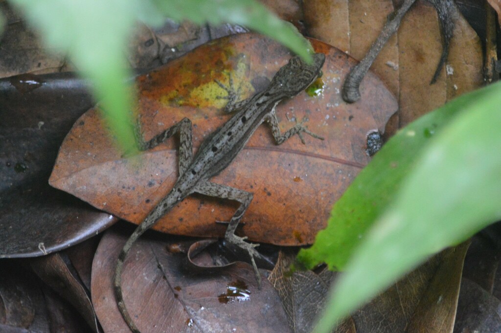 Border Anole from Limón, Talamanca, Costa Rica on January 11, 2025 at ...
