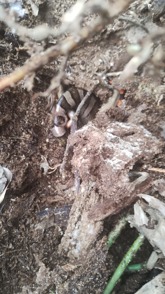 Banded Galliwasp from Vila Rica, Magé - RJ, Brasil on January 14, 2025 ...