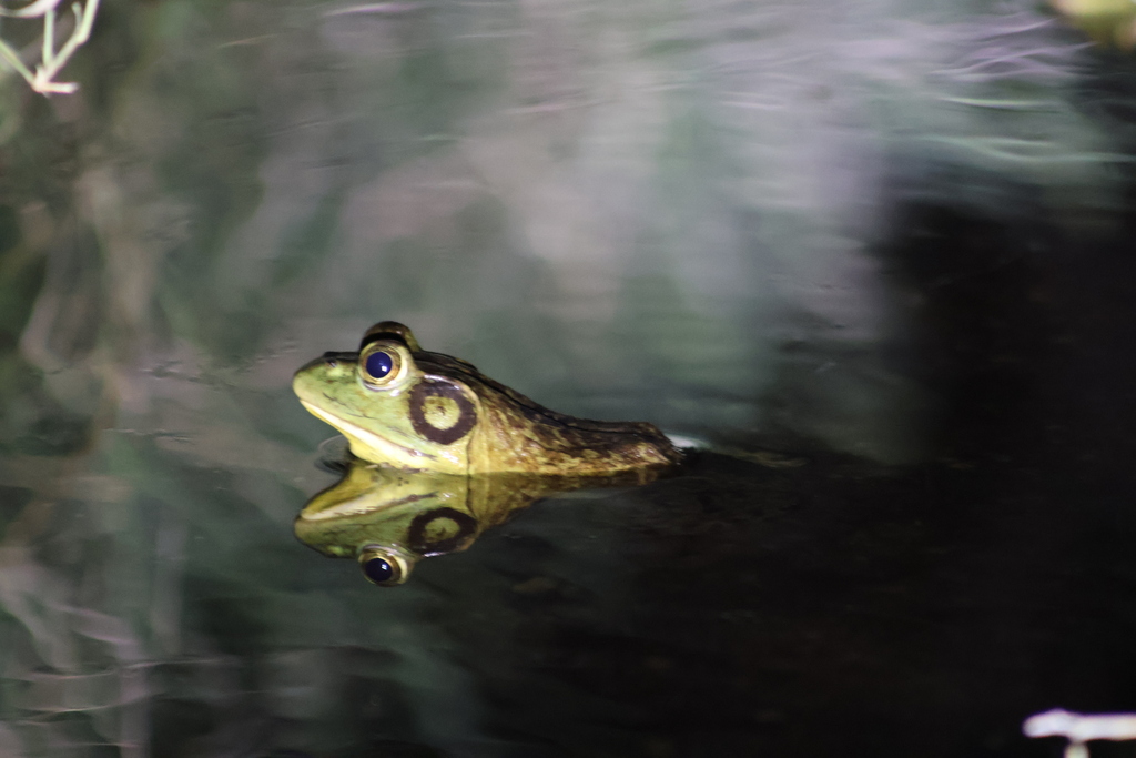 American Bullfrog from Bullfrog Pond, Phoenix, AZ 85050, USA on March ...