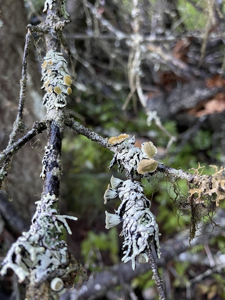 Budding Tube Lichen from Skyline Dr, Homer, AK, US on August 28, 2022 ...