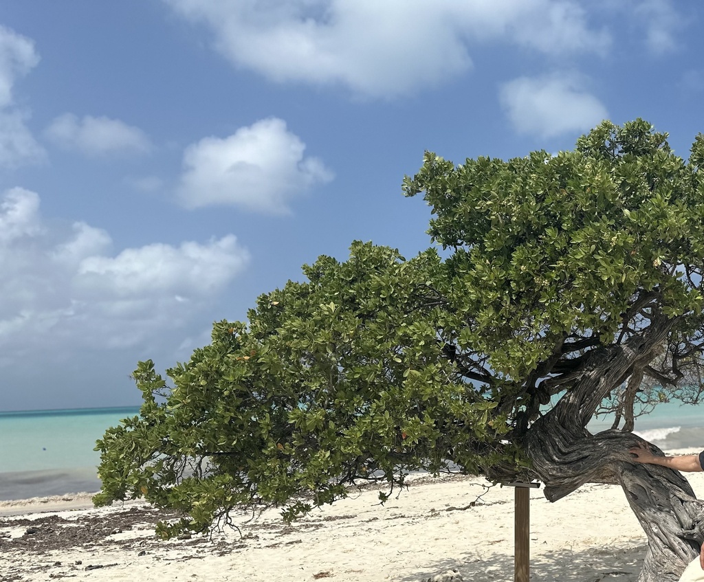 Green Buttonwood from Eagle Beach Aruba, Aruba, AW on February 14, 2024 ...