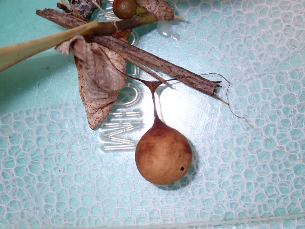 Bird-dropping Araneids from 1-Ban Phon Ngam, Udon Thani, Thaïlande on January 14, 2025 at 01:34 ...