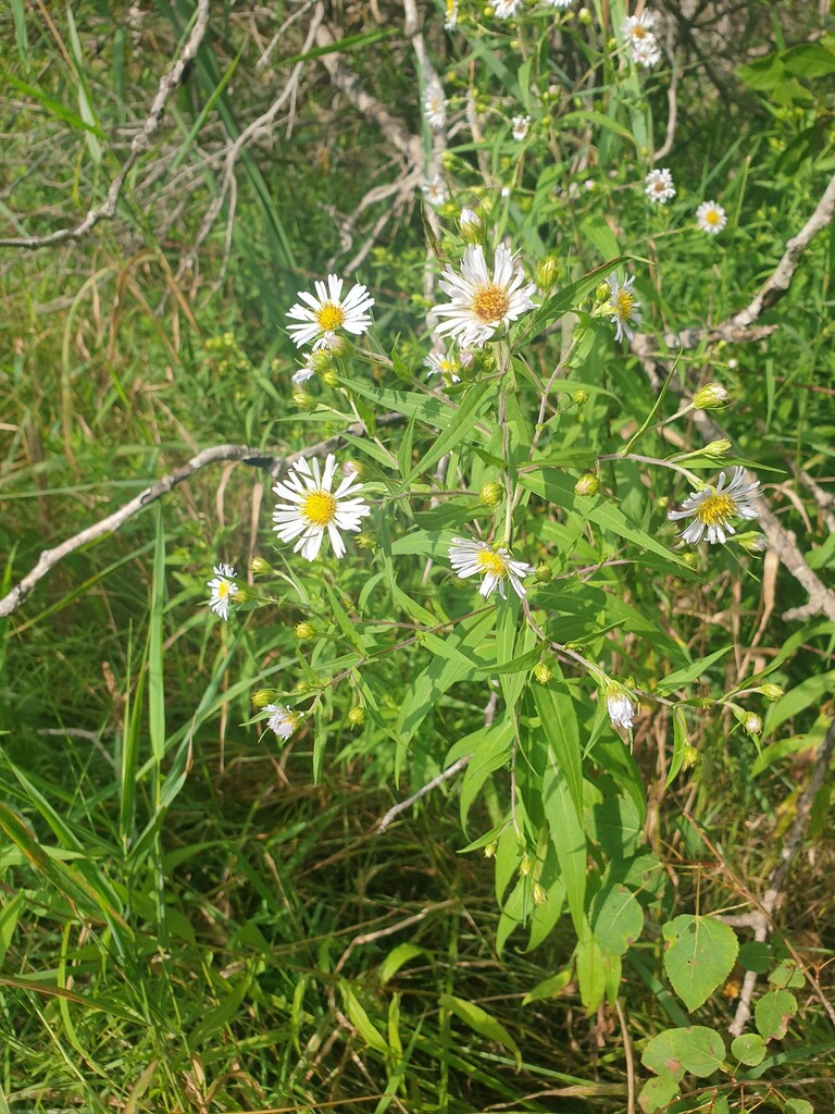 shining aster from Kawartha Lakes, Ontario, Canada on August 21, 2024 ...