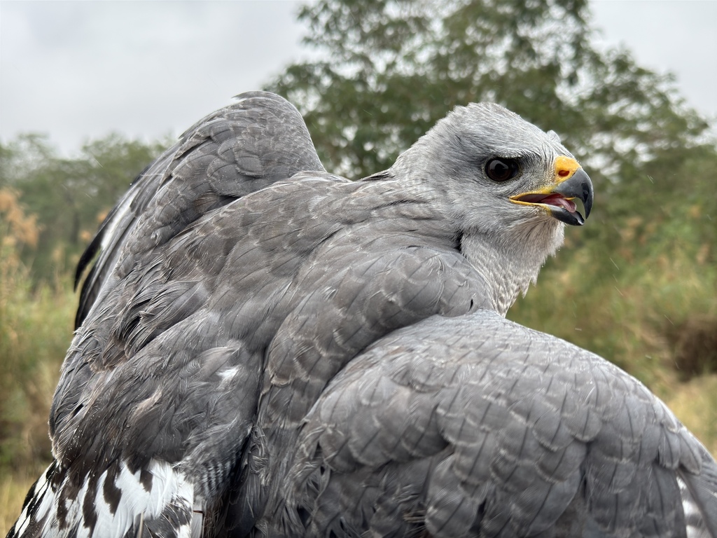 Gray Hawk from Military Rd, Mission, TX, US on January 14, 2025 at 09: ...