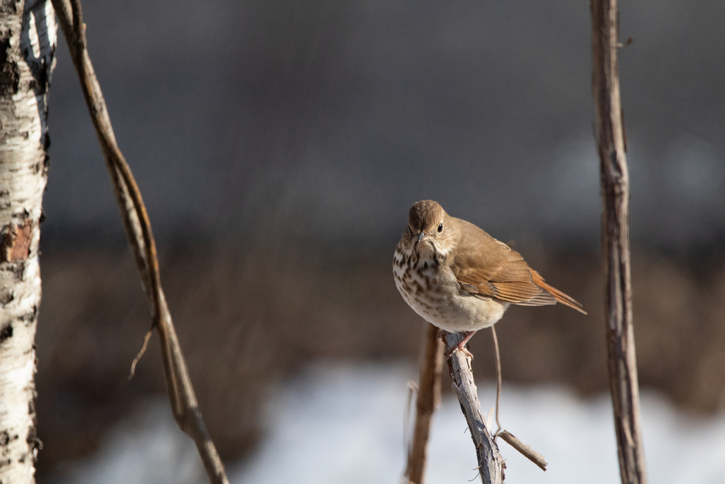 Hermit Thrush from Farmville, VA 23901, USA on January 12, 2025 at 03: ...