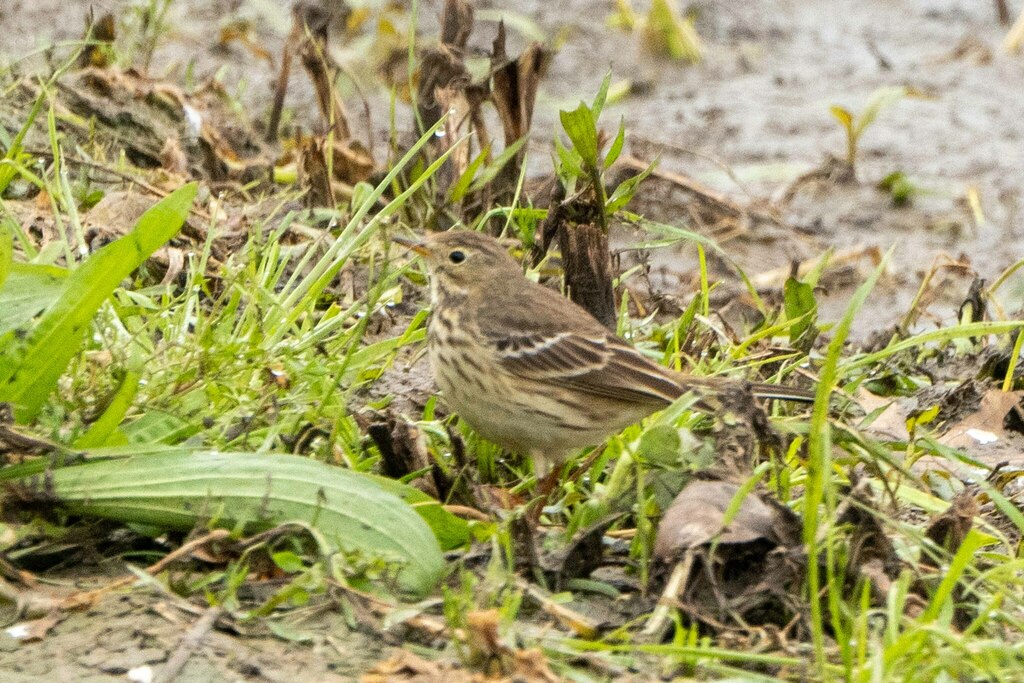 American Pipit from Seabourne Creek Nature Park, Rosenberg, TX, USA on ...