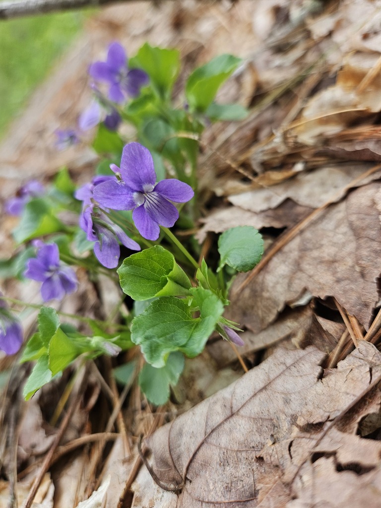 Labrador violet from Arcadia, Richmond, RI, USA on May 05, 2024 at 03: ...