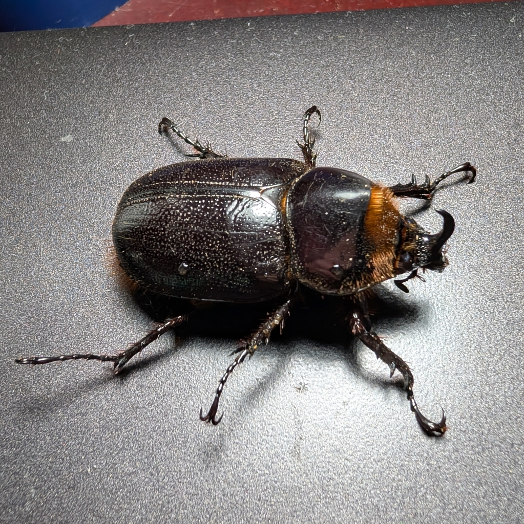 Heterogomphus schoenherri from Mindo, Ecuador on January 14, 2025 at 08 ...