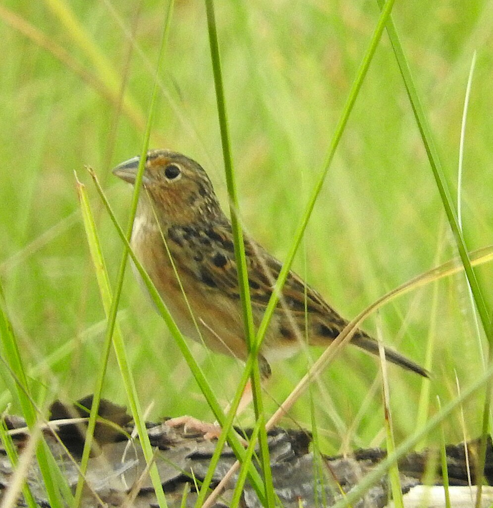 Grasshopper Sparrow from Desembocadura de Río Grande, Nicaragua on ...