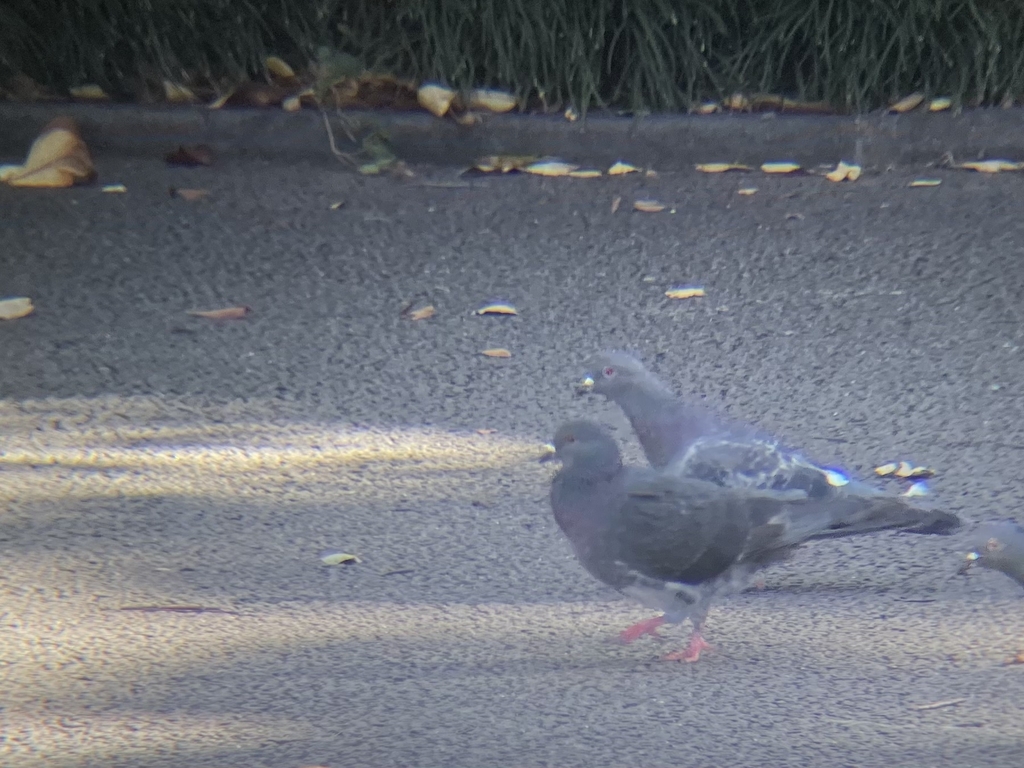 Feral Pigeon from Mukojima, Sumida City, Tokyo 131-0033, Japan on ...