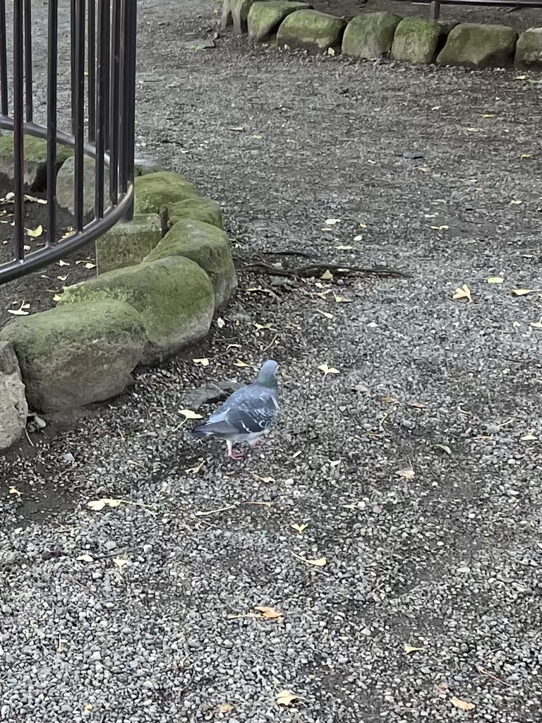 Feral Pigeon from Asakusa, Taito City, Tokyo 111-0032, Japan on ...