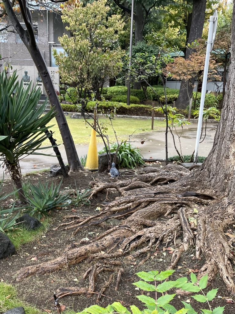 Feral Pigeon from Asakusa, Taito City, Tokyo 111-0032, Japan on ...