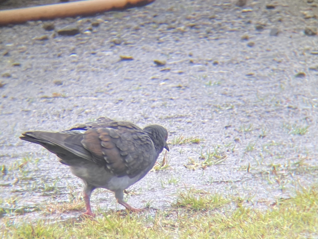 Feral Pigeon from Asakusa, Taito City, Tokyo 111-0032, Japan on ...