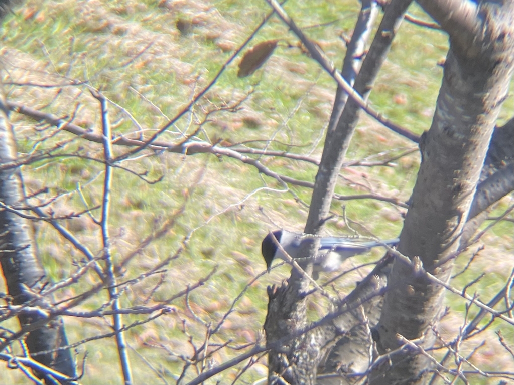 Azure-winged Magpie from Rinkaicho, Edogawa City, Tokyo 134-0086, Japan ...