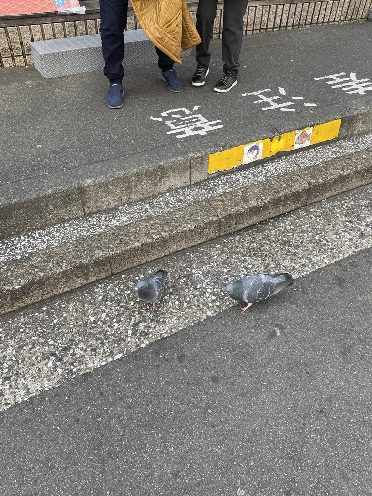 Feral Pigeon from Tsukiji, Chuo City, Tokyo 104-0045, Japan on November ...