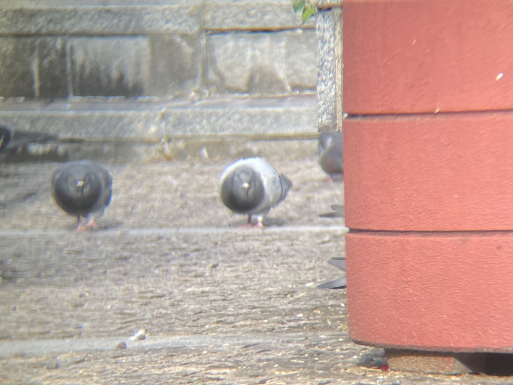 Feral Pigeon from Tsukiji, Chuo City, Tokyo 104-0045, Japan on November ...