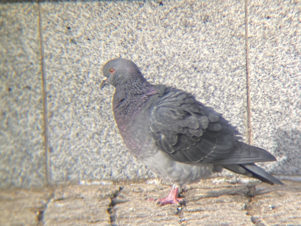 Feral Pigeon from Tsukiji, Chuo City, Tokyo 104-0045, Japan on November ...