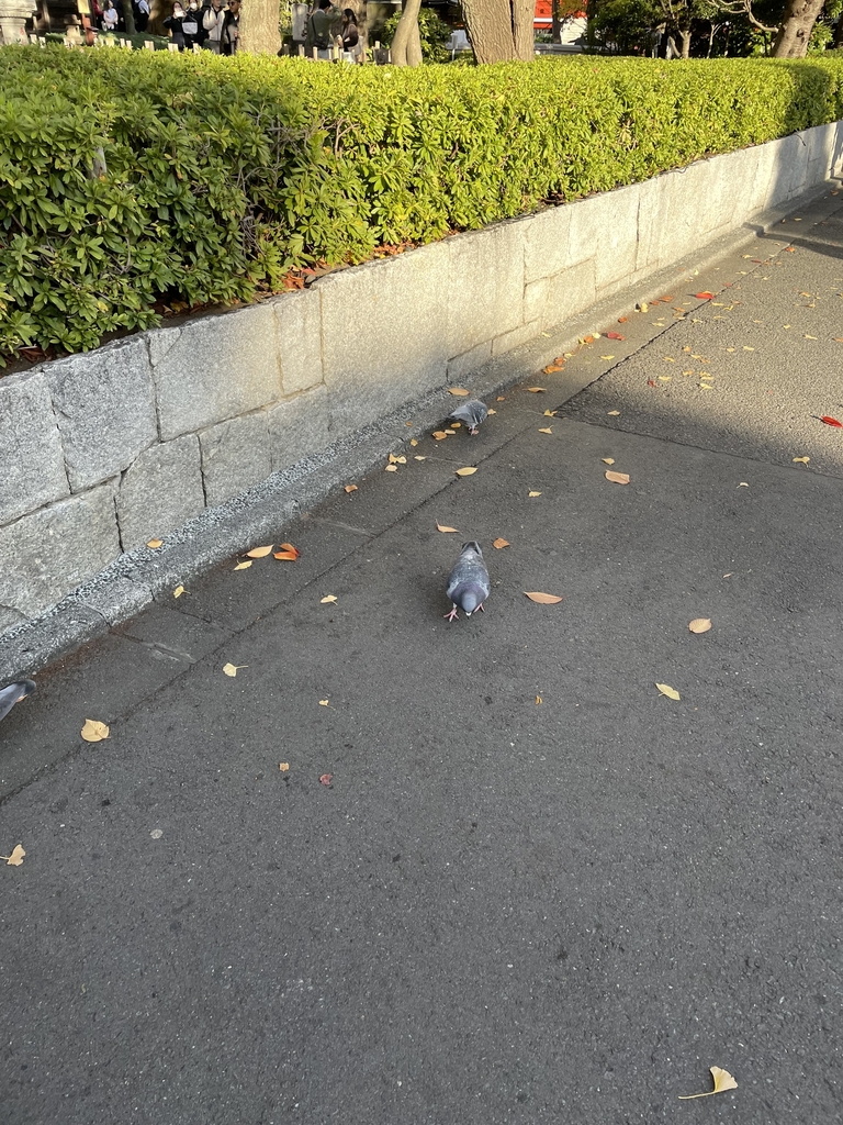 Feral Pigeon from Asakusa, Taito City, Tokyo 111-0032, Japan on ...