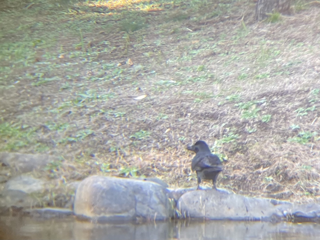 Large-billed Crow from Sendagaya, Shibuya, Tokyo 151-0051, Japan on ...