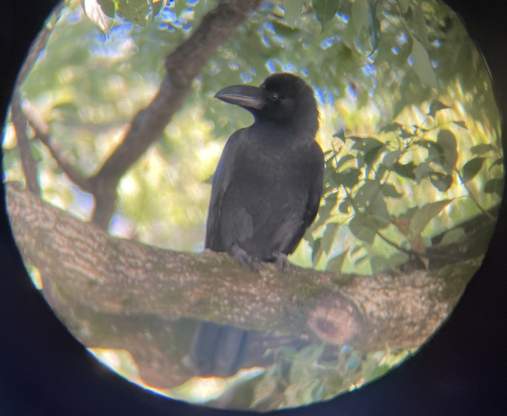 Large-billed Crow from Yoyogikamizonocho, Shibuya, Tokyo 151-0052 ...