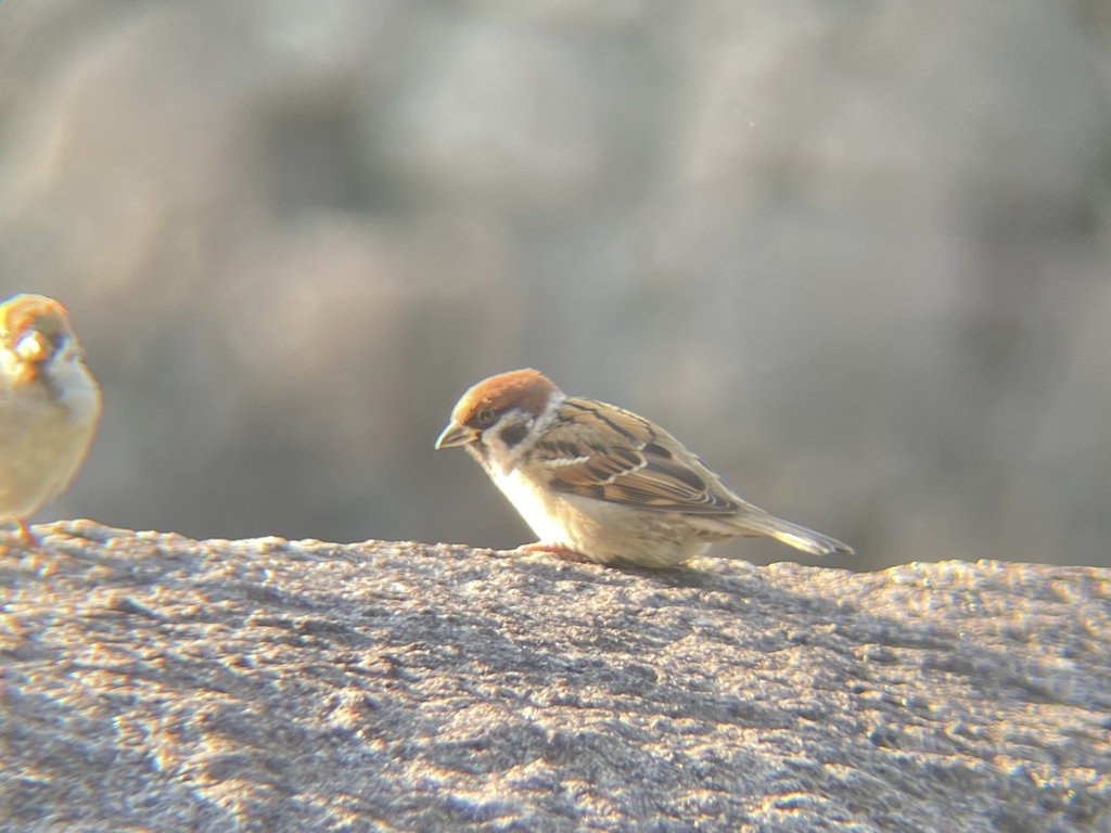 Eurasian Tree Sparrow from 1 Chiyoda, Chiyoda City, Tokyo 100-0001 ...