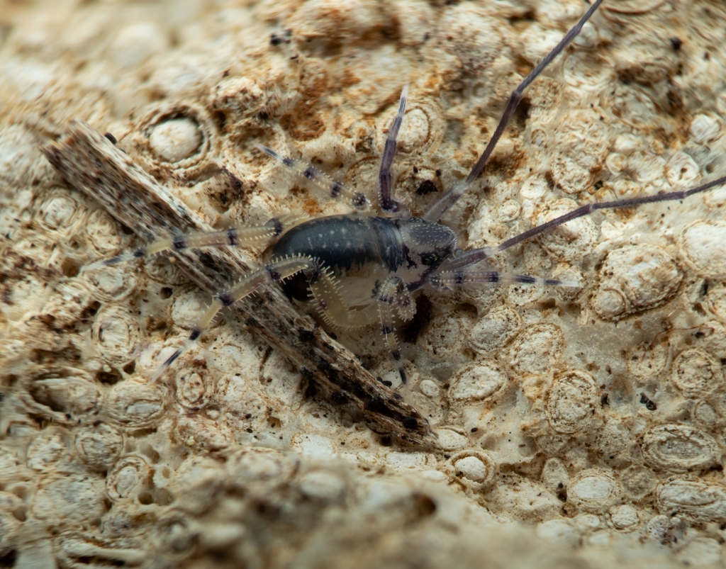 Opilioacaridae from Monroe, Florida, United States on January 12, 2025 ...