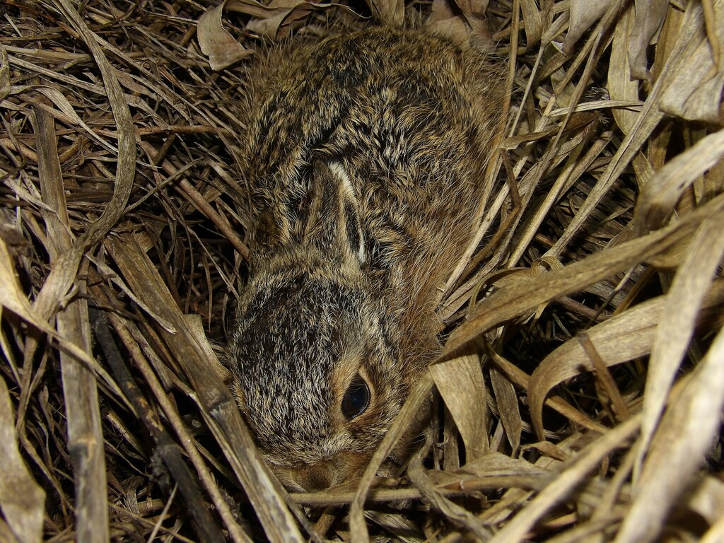 Brown Hare from Glenwood QLD 4570, Australia on December 19, 2024 at 07 ...
