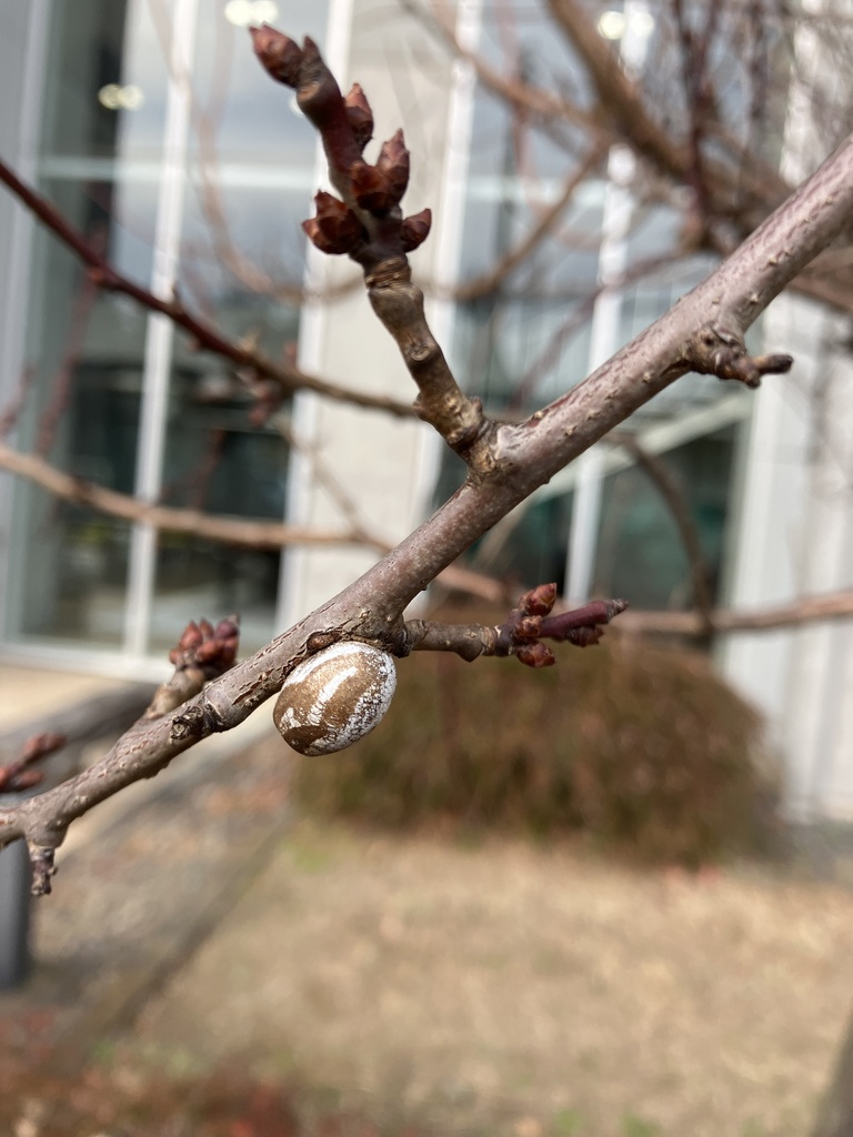 Monema flavescens from 麻布大学, 相模原市, 神奈川県, JP on January 15, 2025 at 01: ...