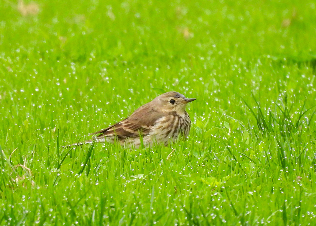 American Pipit from Bastanchury Park, 1717 W Bastanchury Rd, Fullerton ...
