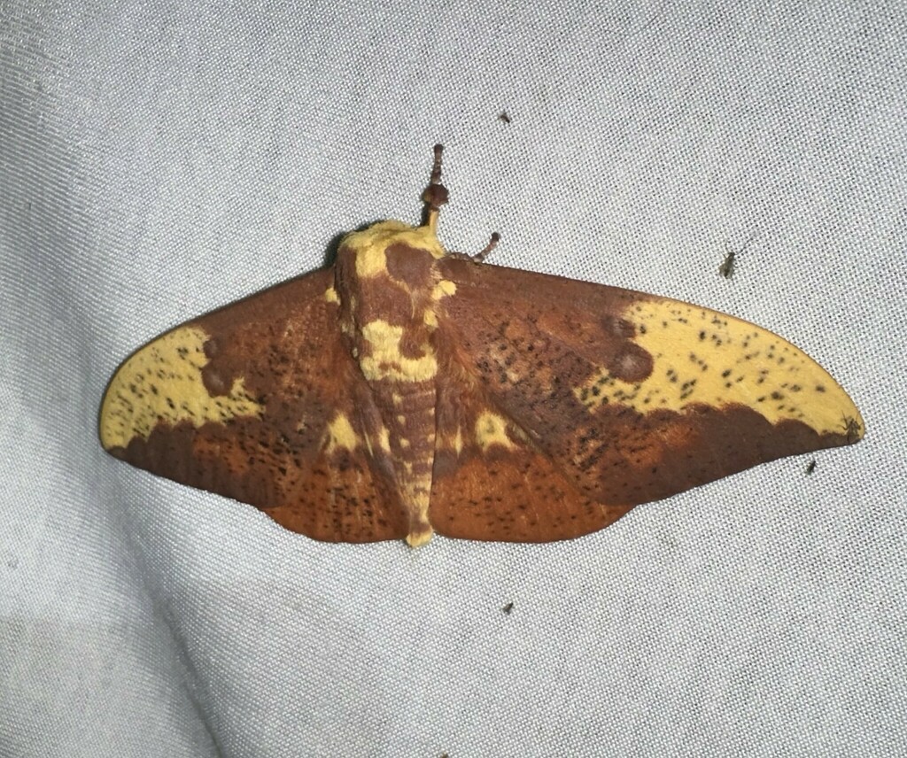 Imperial Moth from Paint Rock Forest Research Center, Jackson County ...