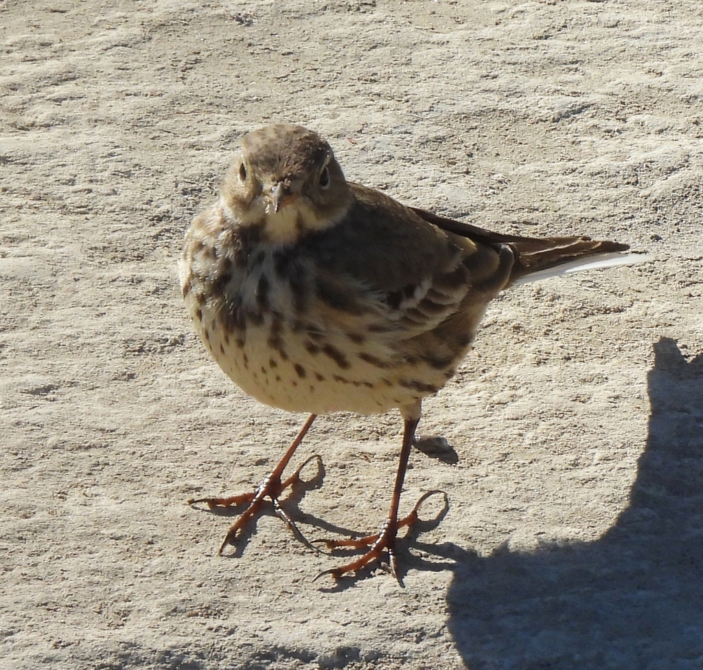American Pipit from Studio City, Los Angeles, CA, USA on January 13 ...
