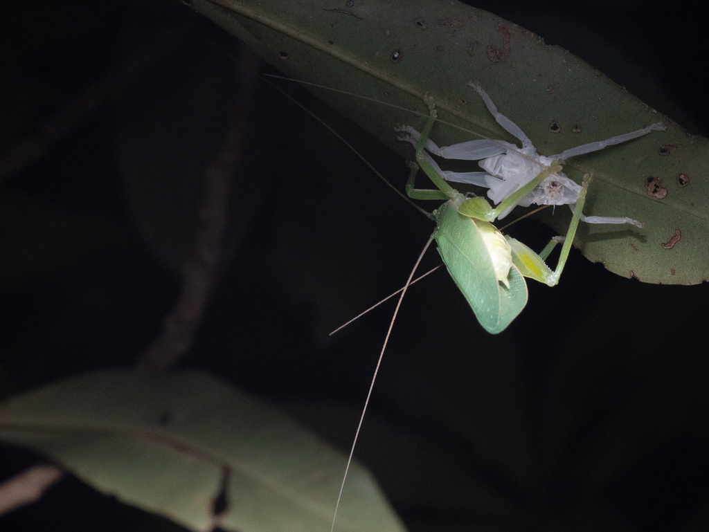Phyllomimus sinicus in July 2024 by Shou. Night iNating in Ishigaki ...