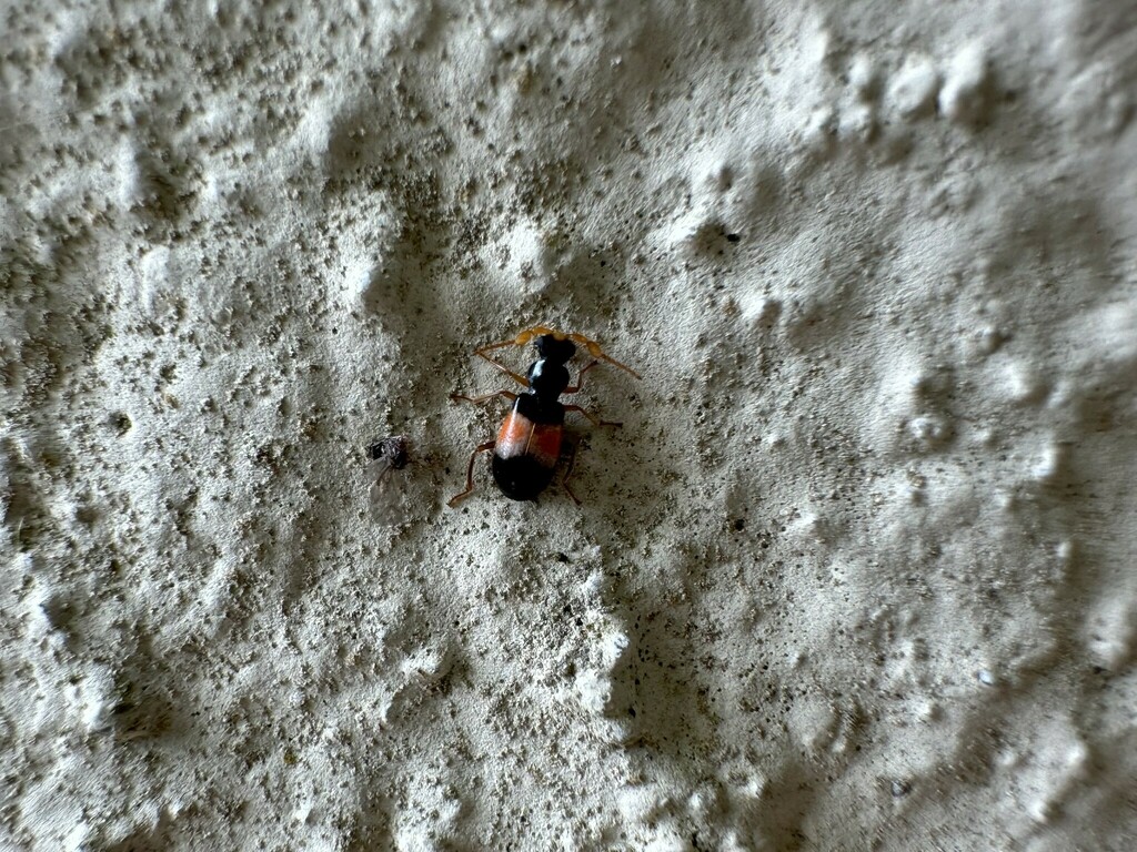 Intybia histrio from 日本、岡山県玉野市八浜町 on July 12, 2024 at 11:43 AM by つな ...