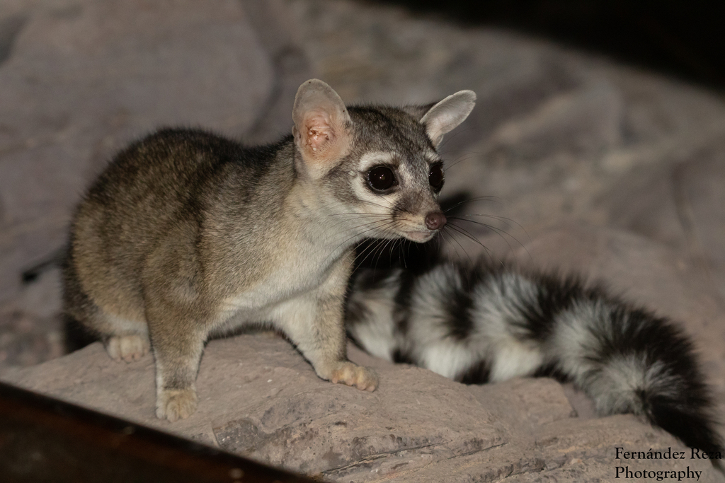 Ringtail in January 2025 by Eduardo Fernández Reza · iNaturalist