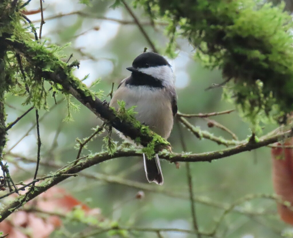 Black-capped Chickadee from West Bellevue, Bellevue, WA, USA on January ...