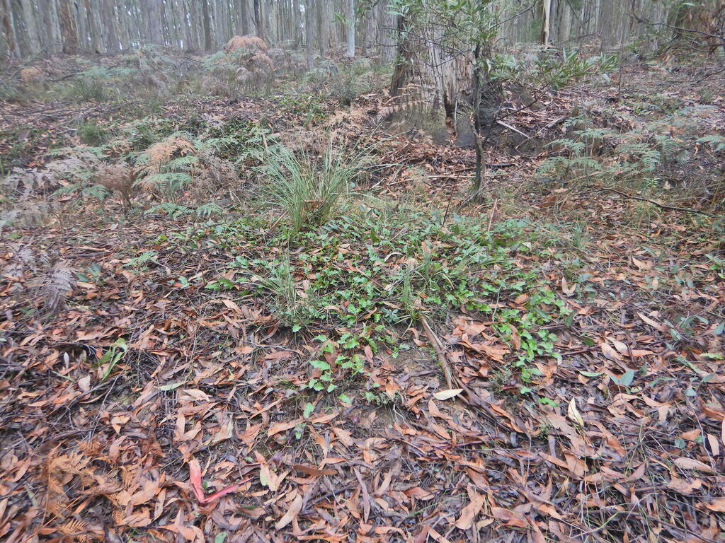 Grevillea repens from Slater Rd, Mollongghip VIC 3352, Australia on ...