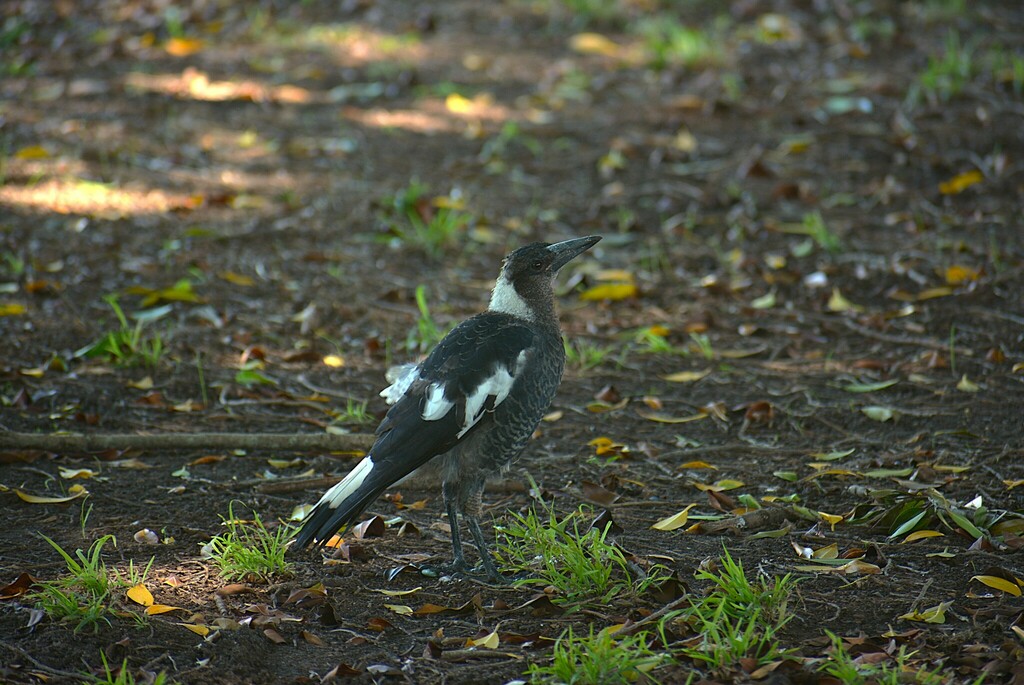 Eastern Black-backed Magpie from Wickham Park, Wickham, NSW, AU on ...